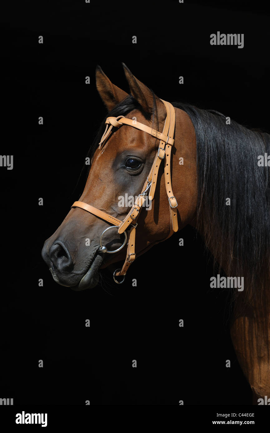 Purebred Arabian Horse (Equus ferus caballus), portrait of a bay mare ...