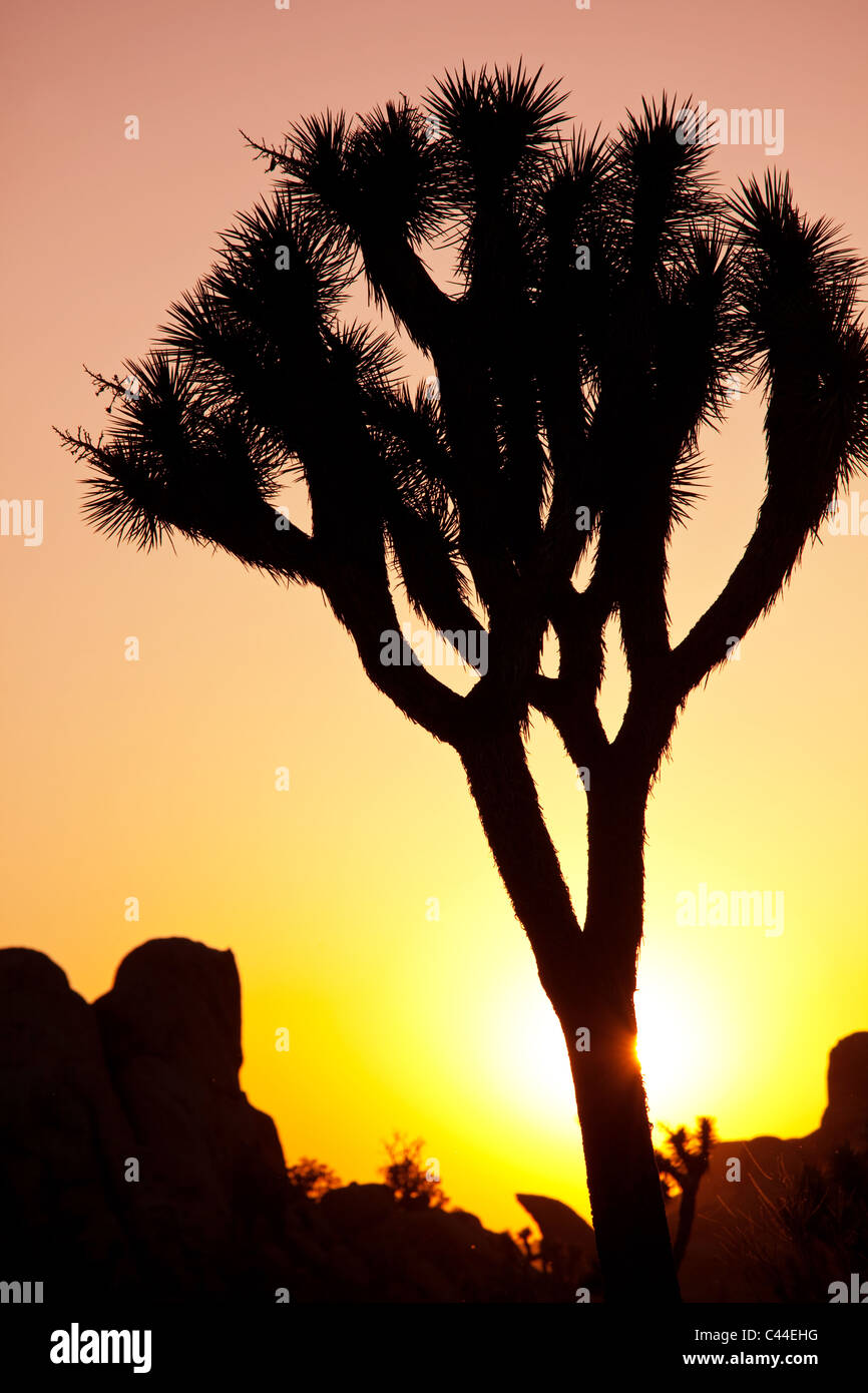 Joshua tree at dawn hi-res stock photography and images - Alamy