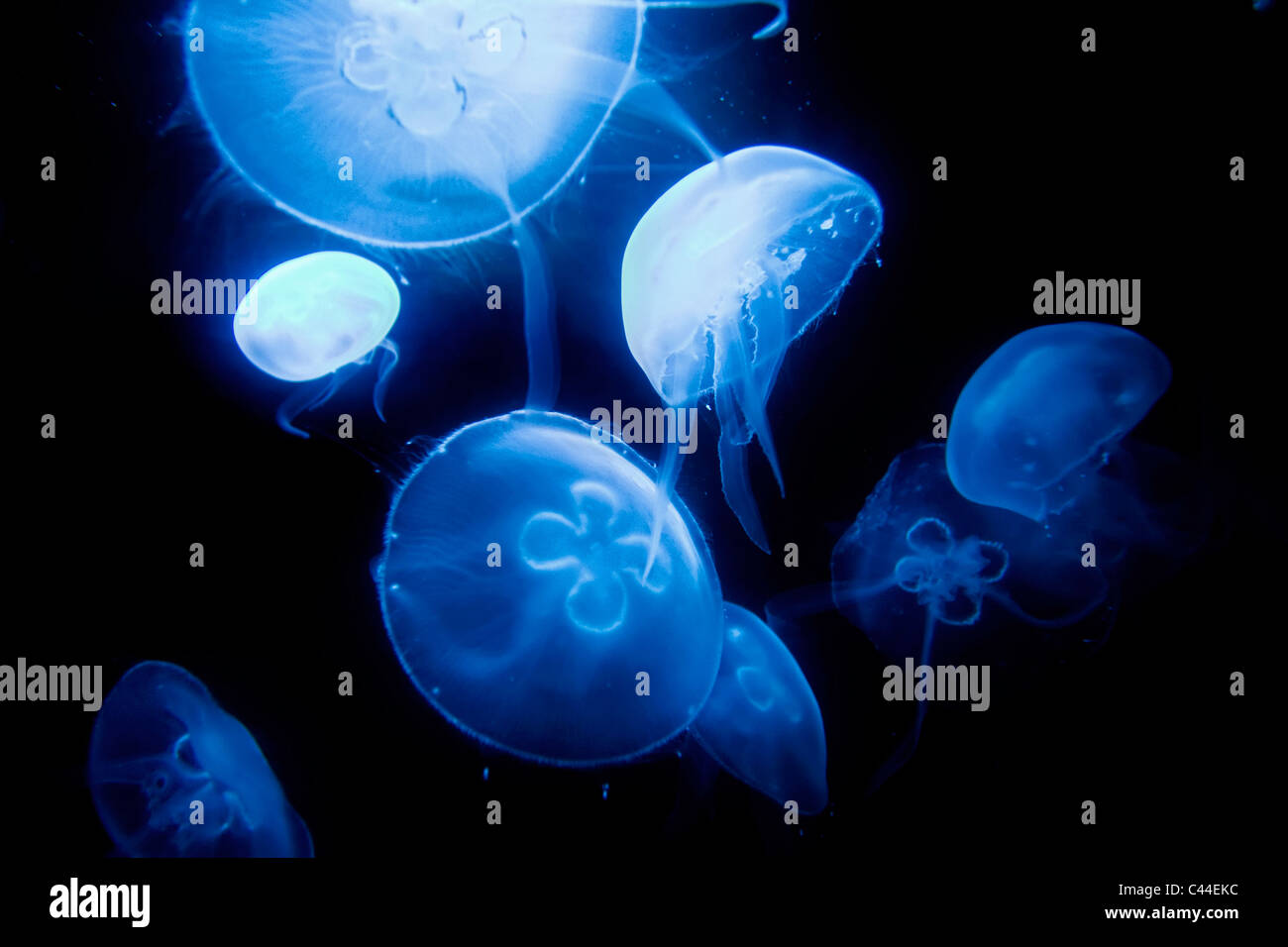 Jellyfish display at the scientific center - Kuwait City - Kuwait Stock ...