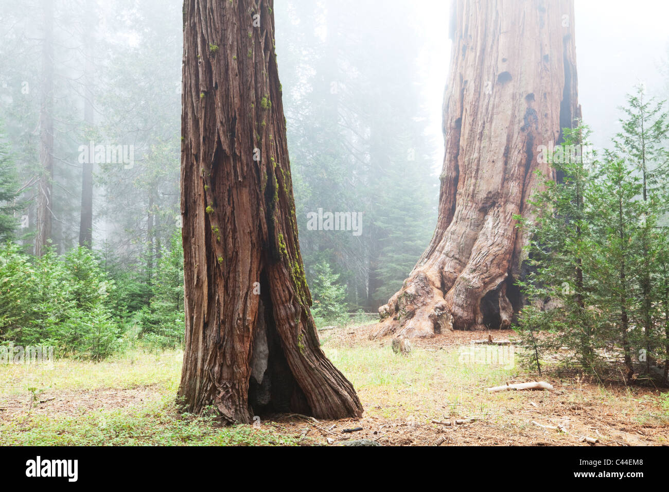 Giant Sequoia (Sequoiadendron giganteum) tree trunk on the forest floor in Sequoia Stock Photo ...