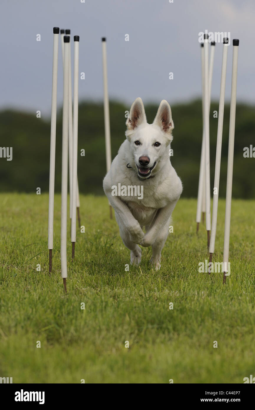 Canadian shepherd dog hi-res stock photography and images - Alamy