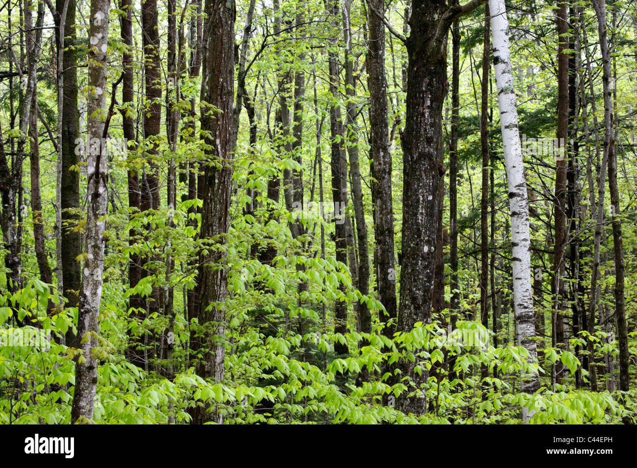 White Mountain National Forest of New Hampshire Stock Photo - Alamy