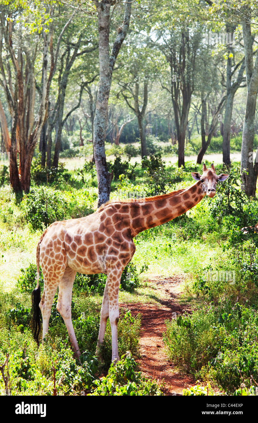 Giraffe in the forest hi-res stock photography and images - Alamy