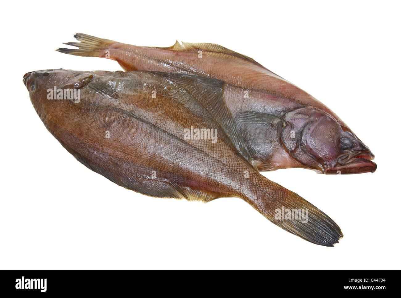 Four fresh flounder fishes on white background Stock Photo - Alamy