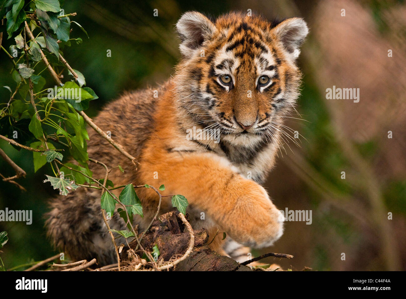 Siberian/Amur Tiger Cub Walking Along Log Stock Photo - Alamy