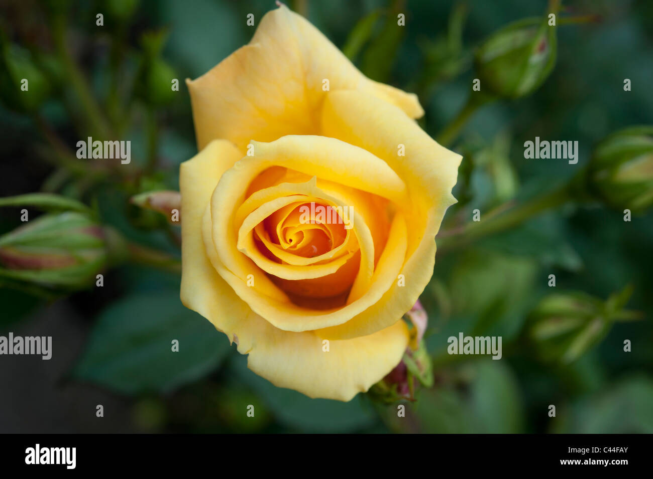 Peach coloured rose close up Stock Photo - Alamy