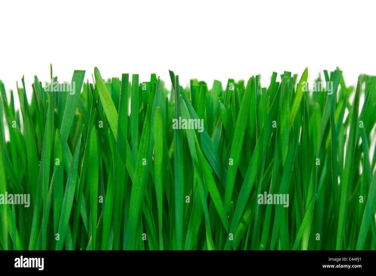 Wheat green grass on white background Stock Photo - Alamy