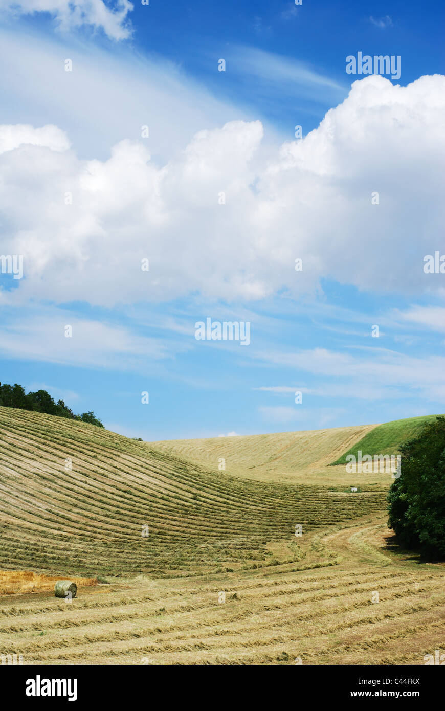 Harvest lines in cut field hi-res stock photography and images - Alamy