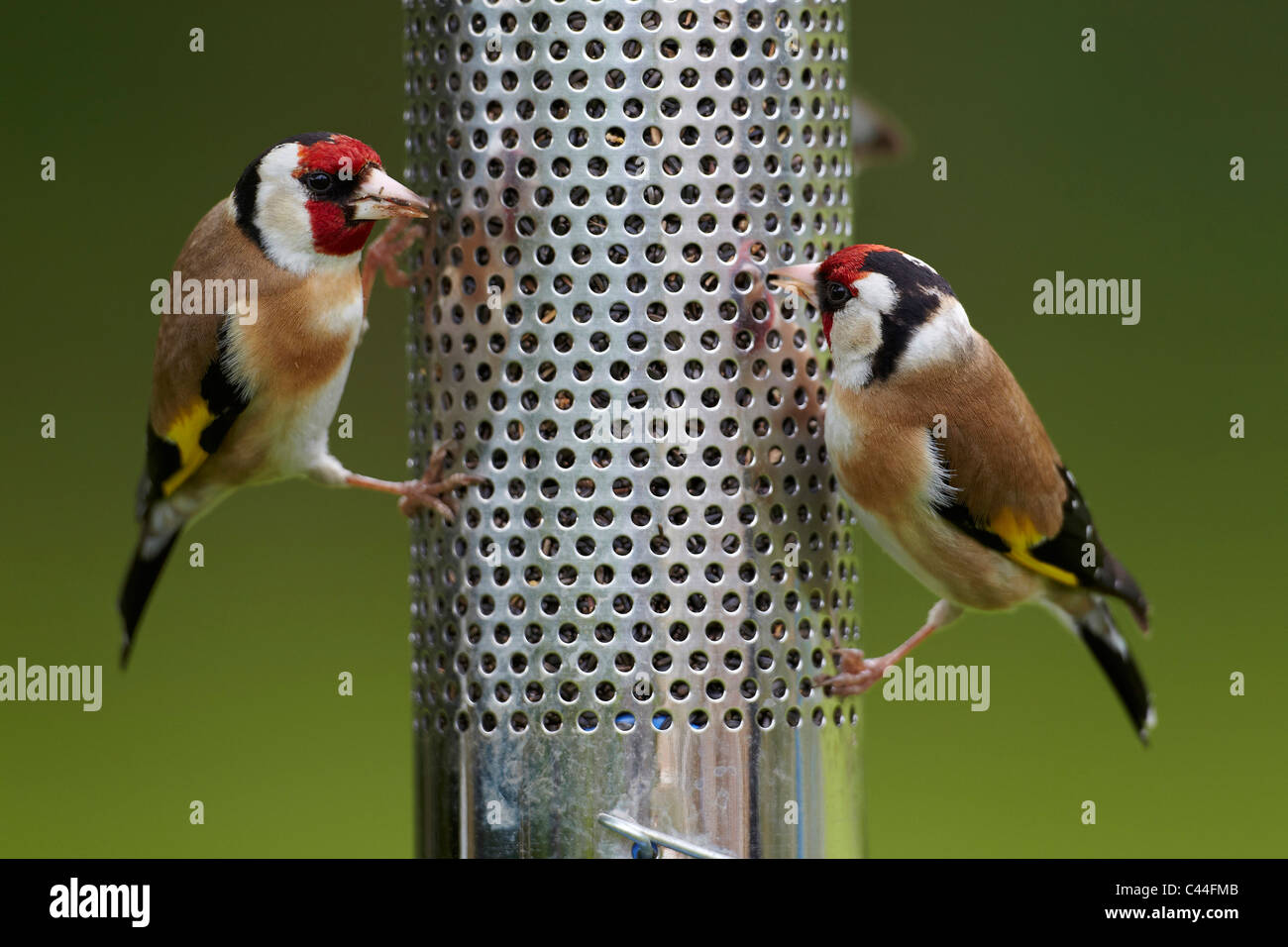 Goldfinch, Carduelis carduelis feeding on niger bird seed feeder, UK ...