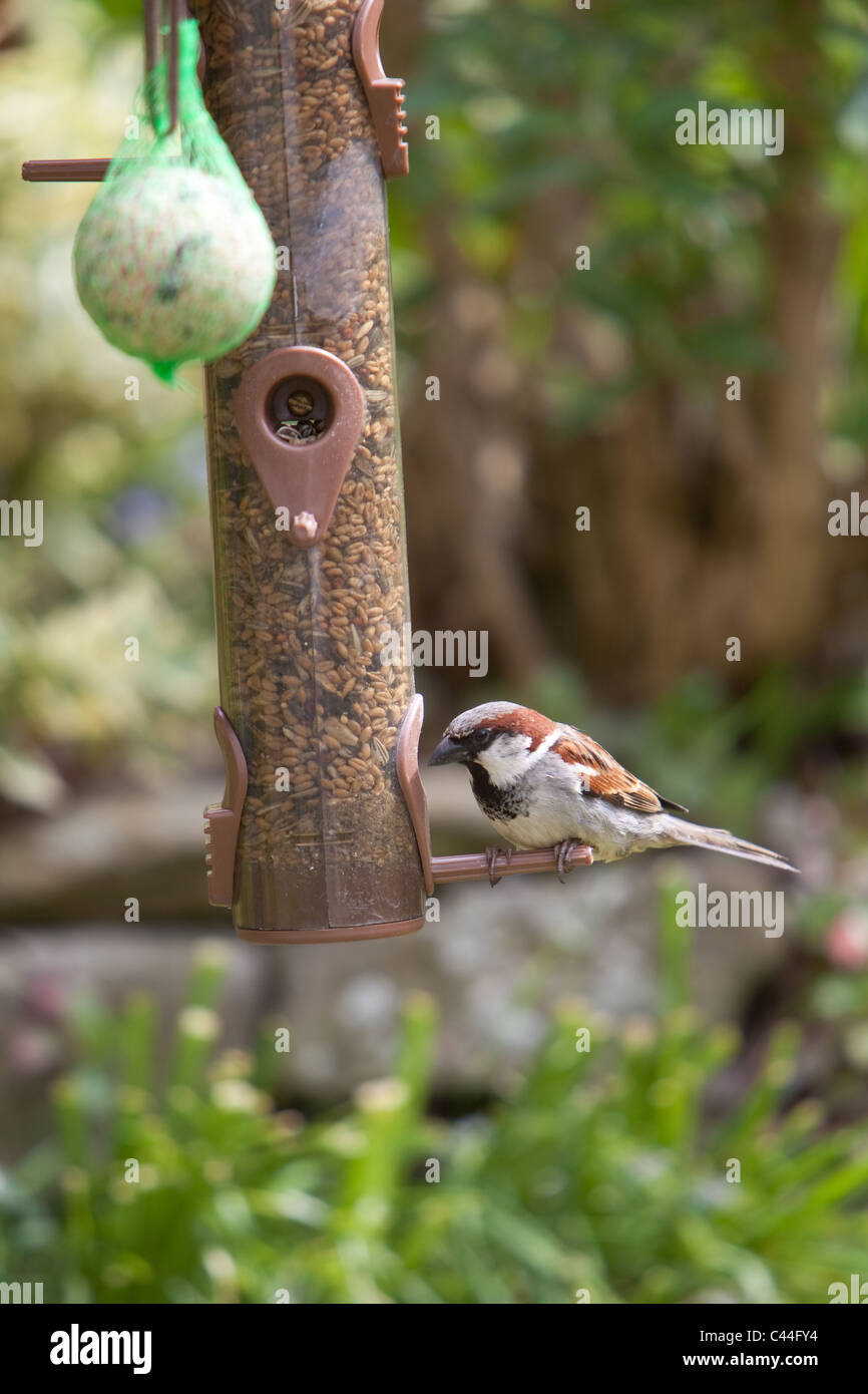 Sparrow eating seeds nuts from garden feeder Montrose Angus Scotland Uk ...
