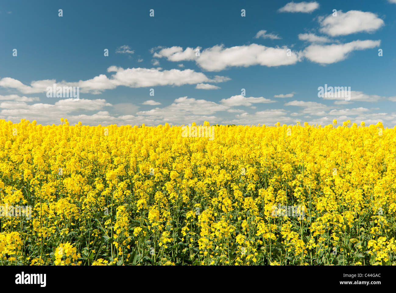 Rapeseed plant flowers hi-res stock photography and images - Alamy