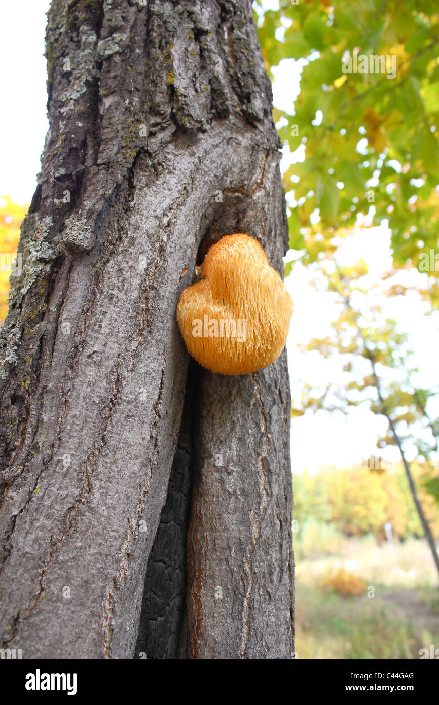 The blue moss grows on an old tree In autumn wood Stock Photo - Alamy