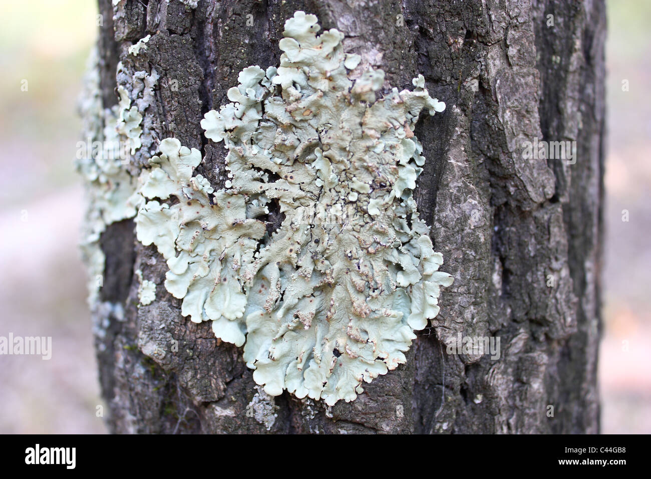 The blue moss grows on an old tree In autumn wood Stock Photo - Alamy