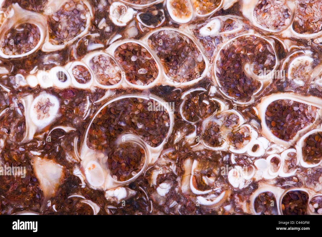 fossil turritella agate rough slab Stock Photo - Alamy