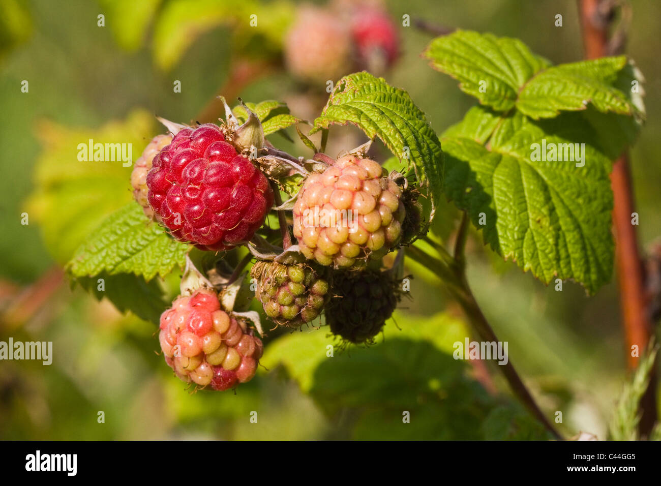 ripe and unripe raspberries and leaves on branch Stock Photo - Alamy