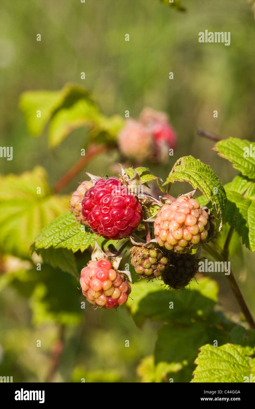 Raspberries garden cane hi-res stock photography and images - Alamy