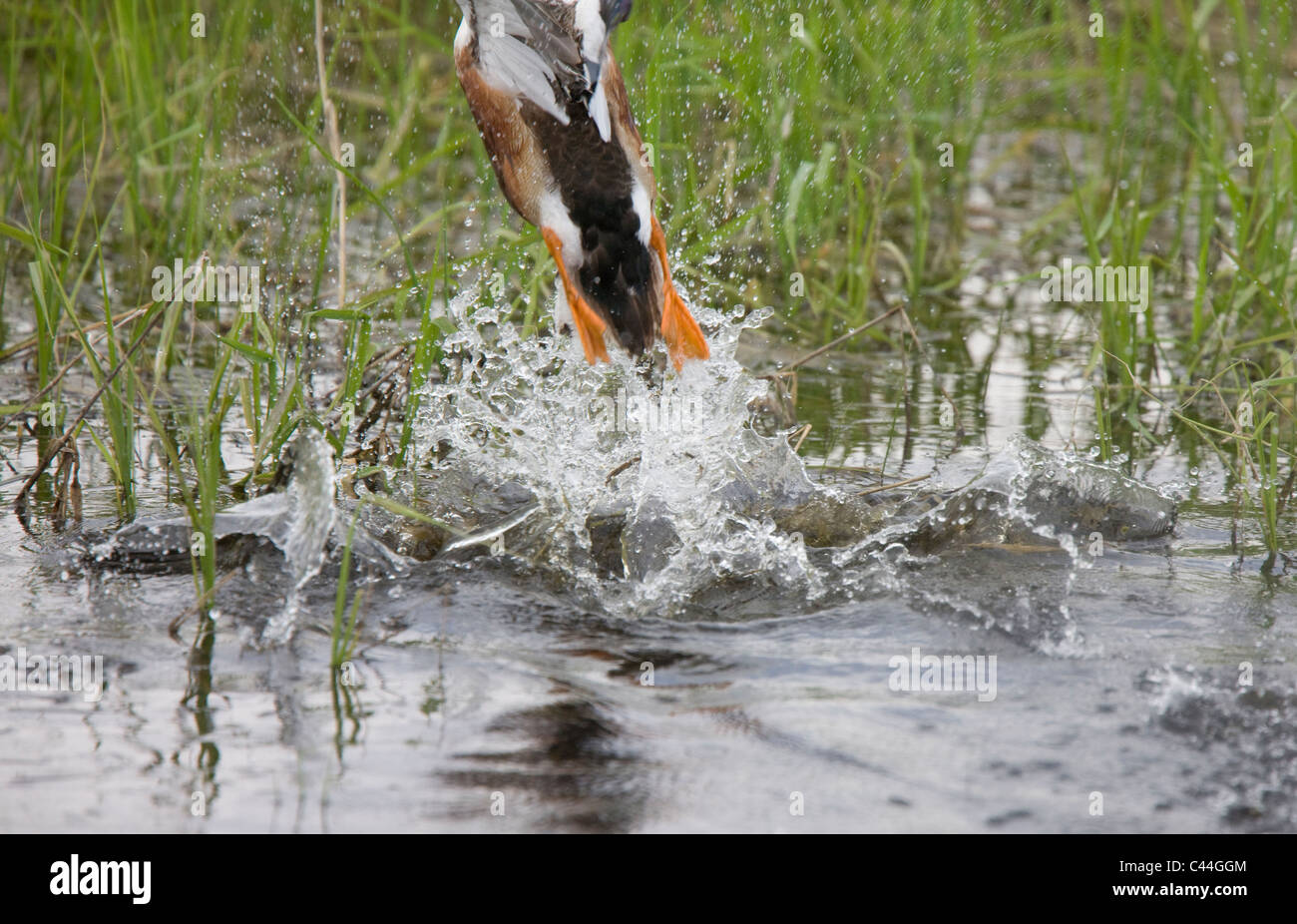 Duck webbed feet hi-res stock photography and images - Alamy