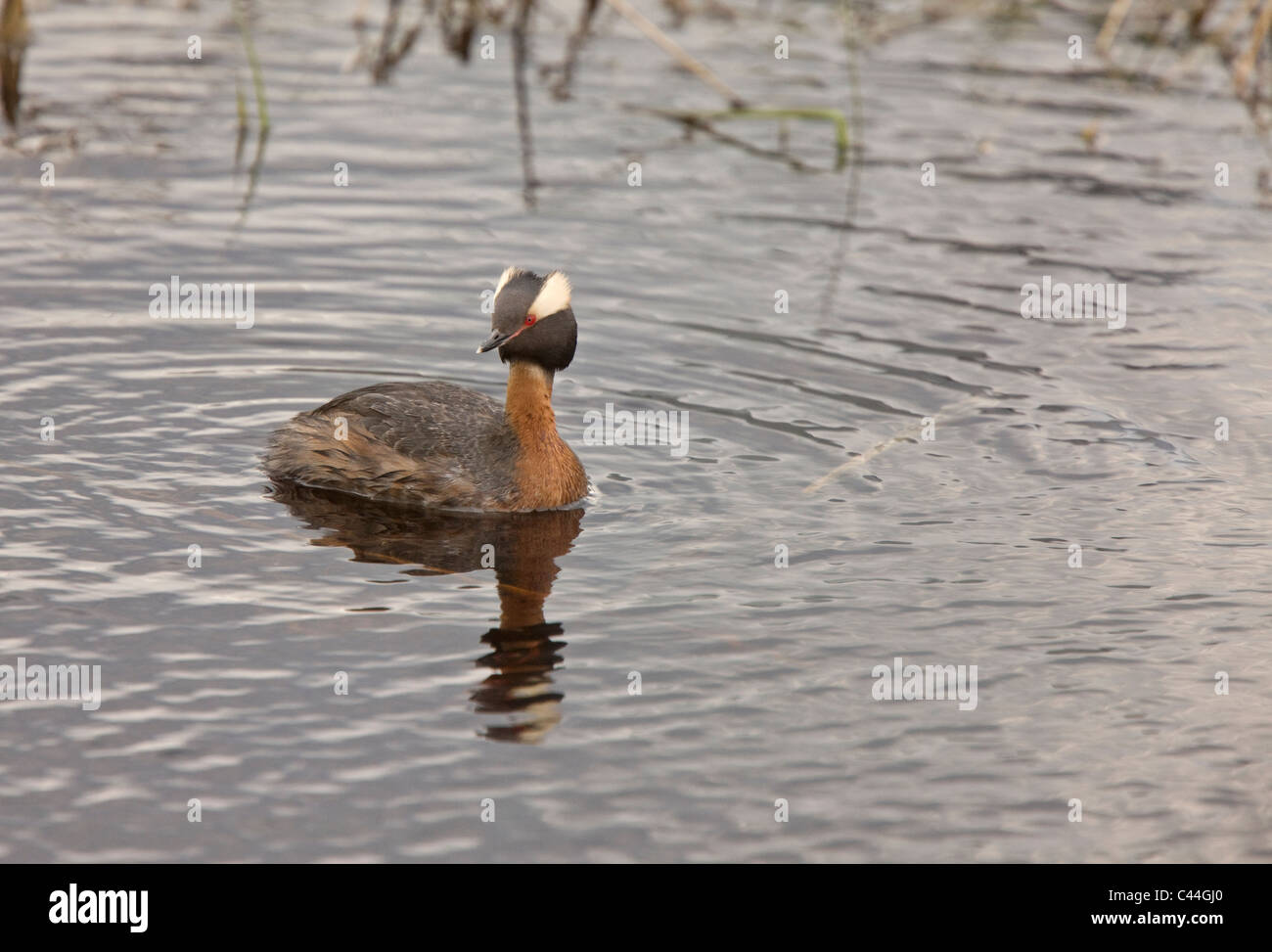 Duck lake saskatchewan hi-res stock photography and images - Alamy