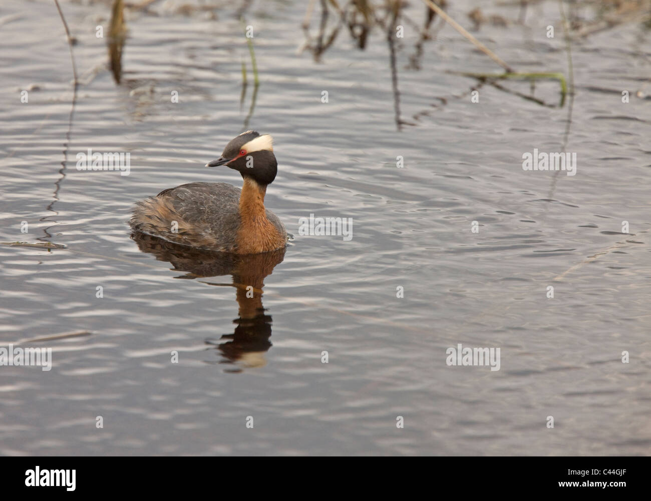 Duck lake saskatchewan hi-res stock photography and images - Alamy