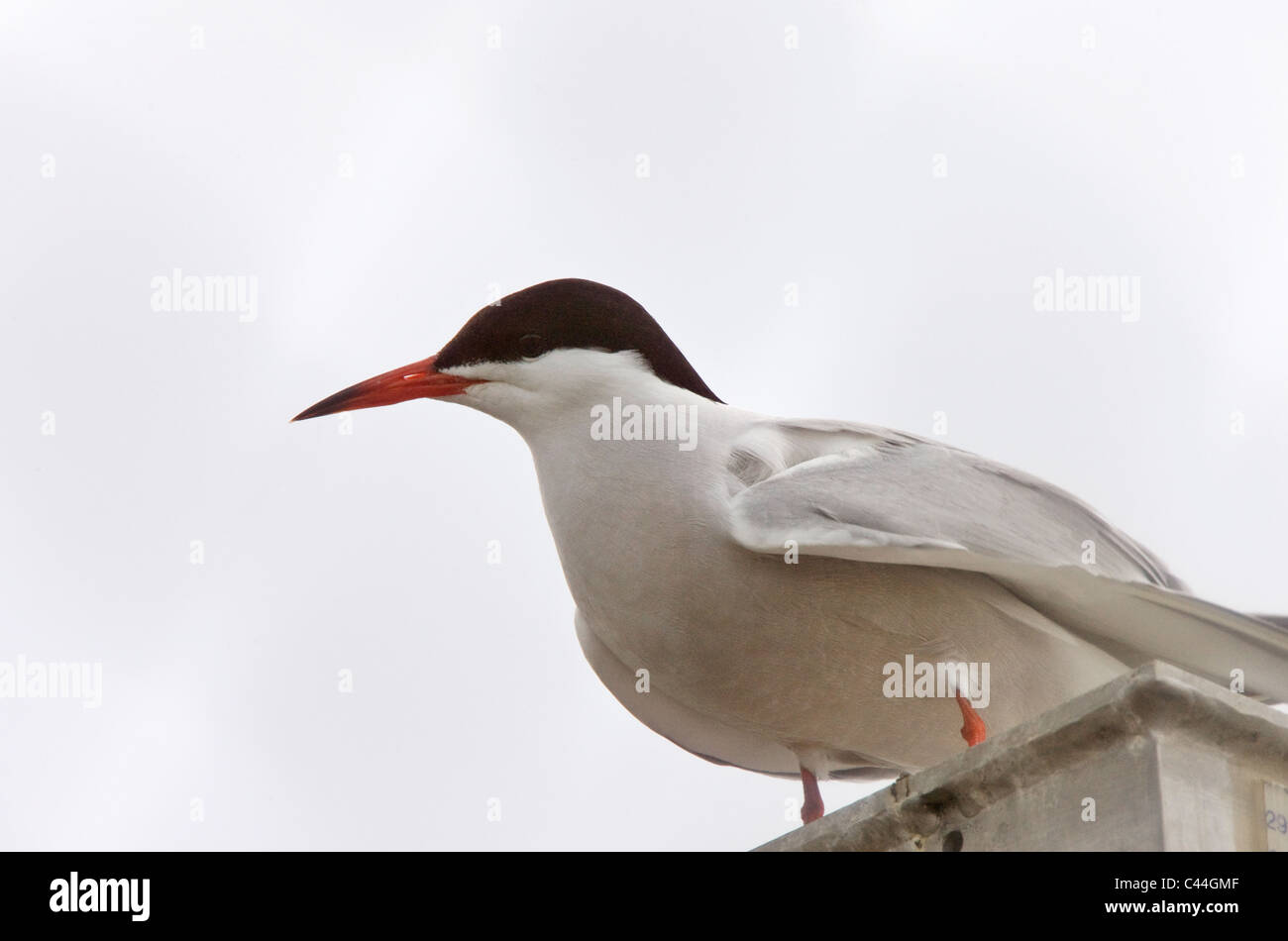 Young river tern common hi-res stock photography and images - Alamy