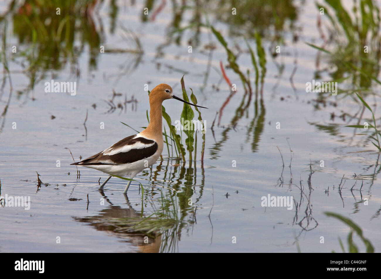 Avocet in water in Saskatchewan Canada colorful Stock Photo - Alamy