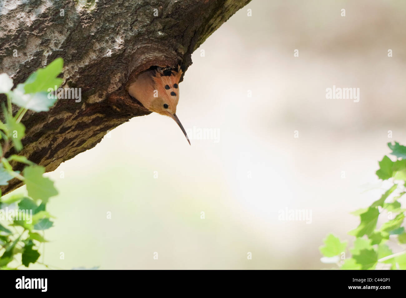 Female Hoopoe looking out of its nest hole in a tree Stock Photo - Alamy