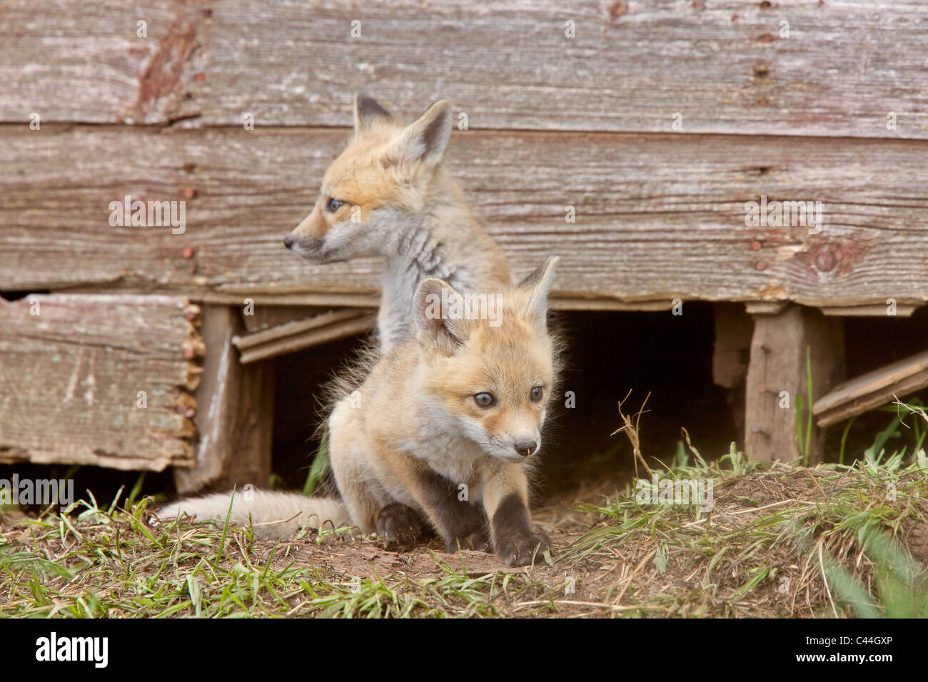 Fox Kits at play near den in Saskatchewan Stock Photo - Alamy