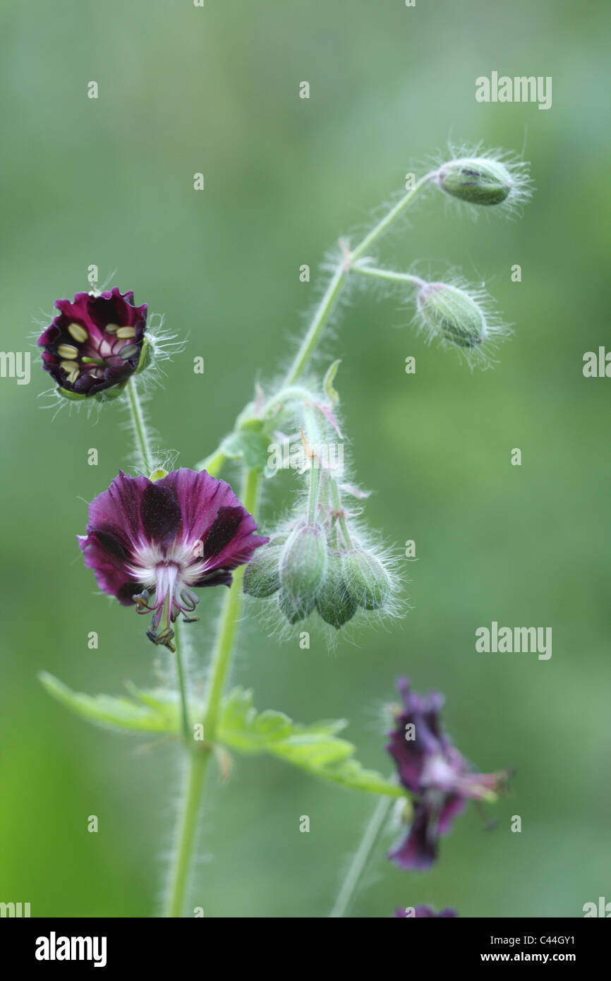 Dusky Cranesbill in flower, Geranium phaeum Stock Photo - Alamy