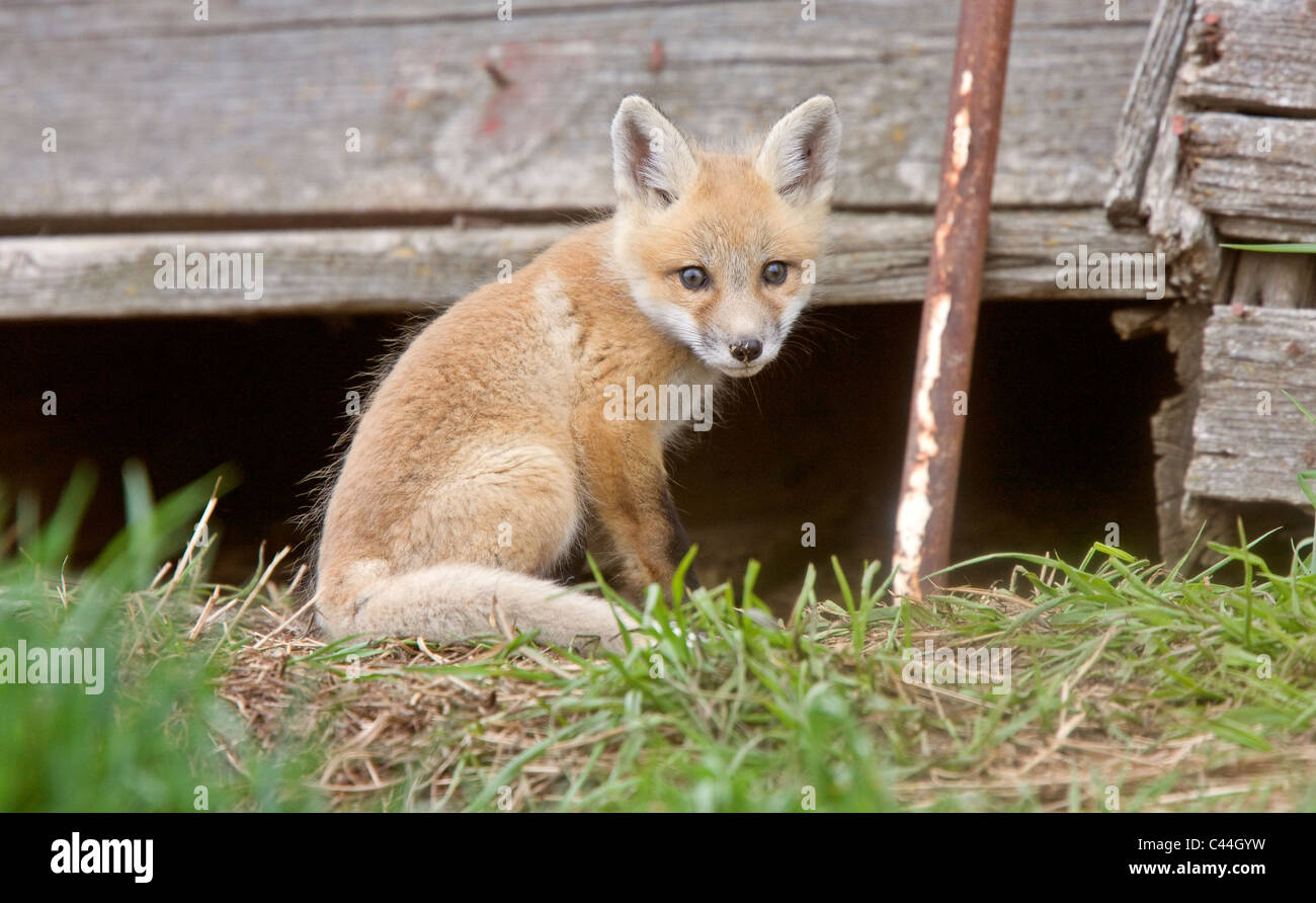 Fox Kits at play near den in Saskatchewan Stock Photo - Alamy