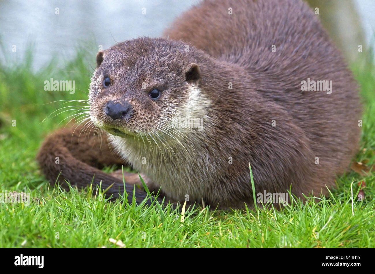 OTTER LUTRA LUTRA SPRING Stock Photo - Alamy