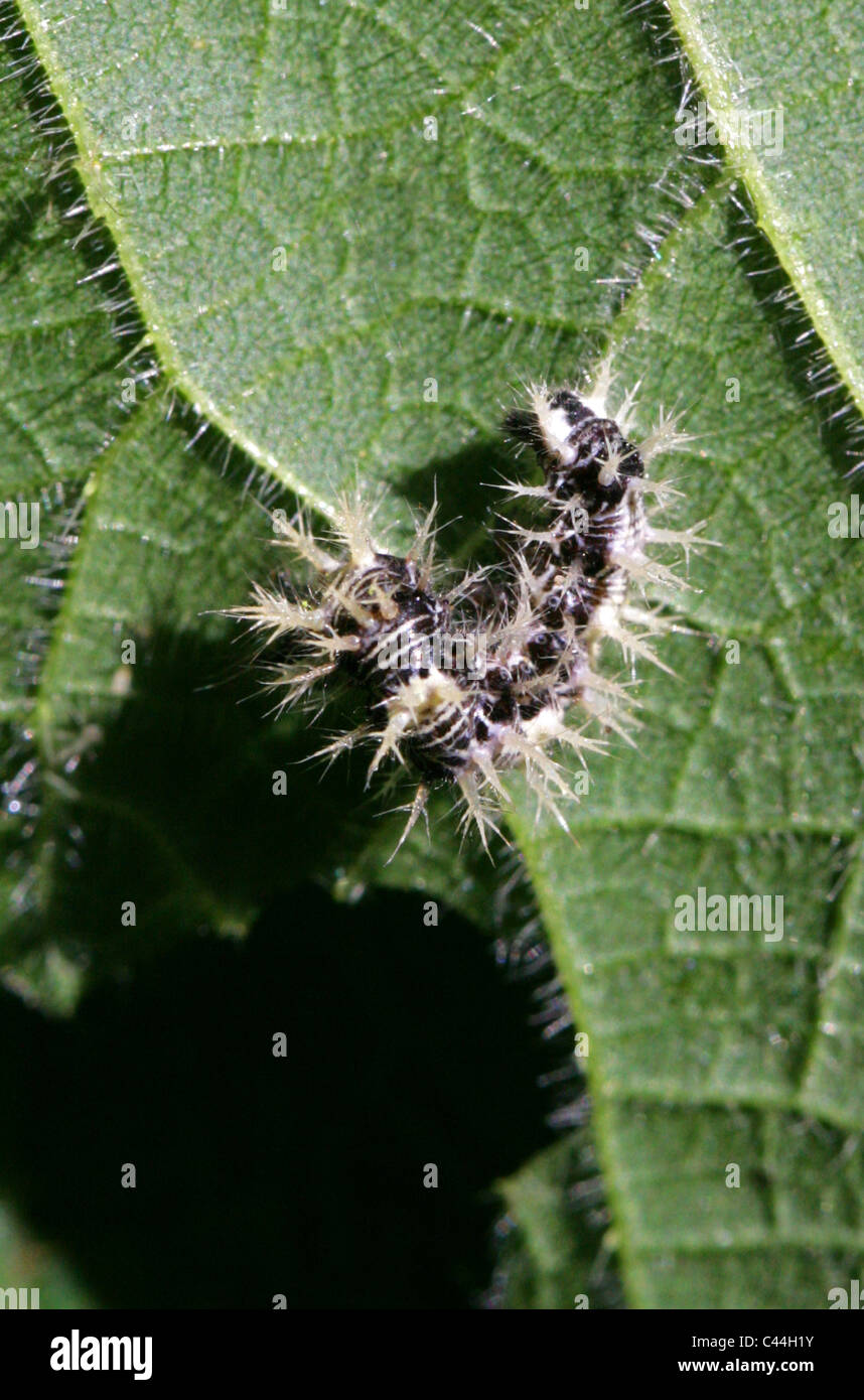 Painted Lady Butterfly Larva, Vanessa cardui, Nymphalidae, Lepidoptera ...