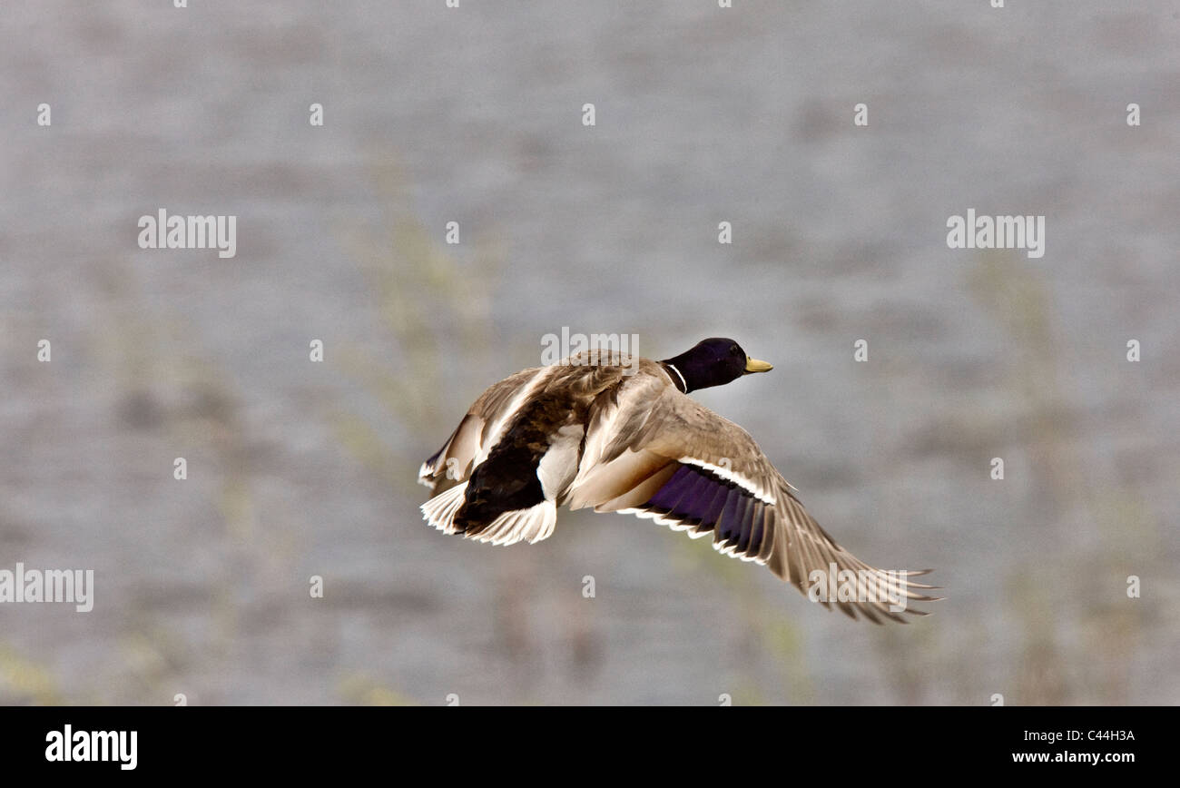 Blue winged teal ducks in flight CAnada Stock Photo - Alamy