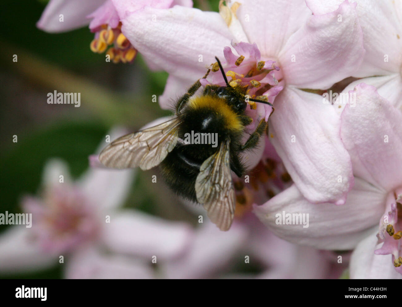 Early Bumblebee (Worker), Bombus pratorum, Apinae, Apidae, Apoidea ...