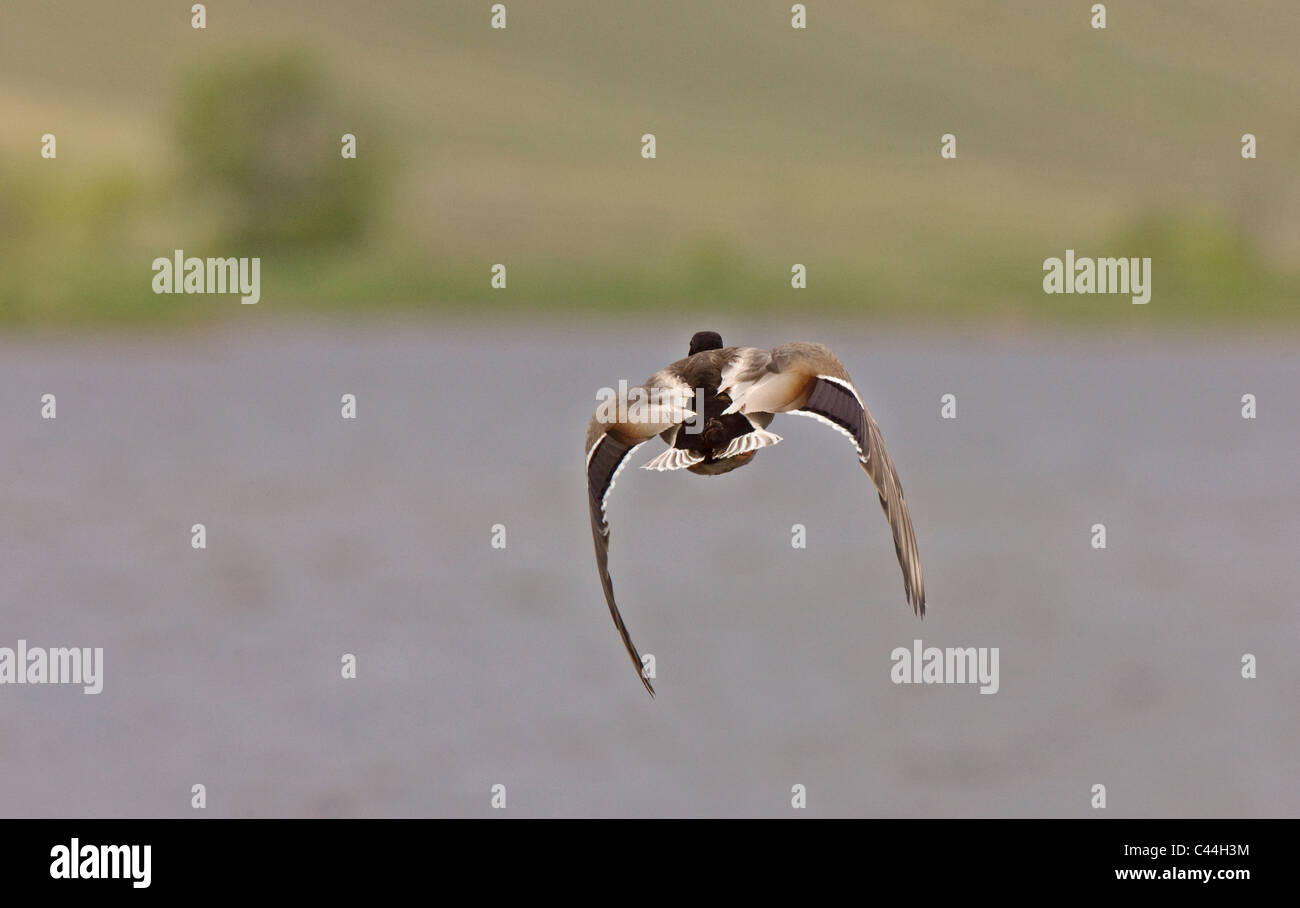 Green winged teal in flight hi-res stock photography and images - Alamy