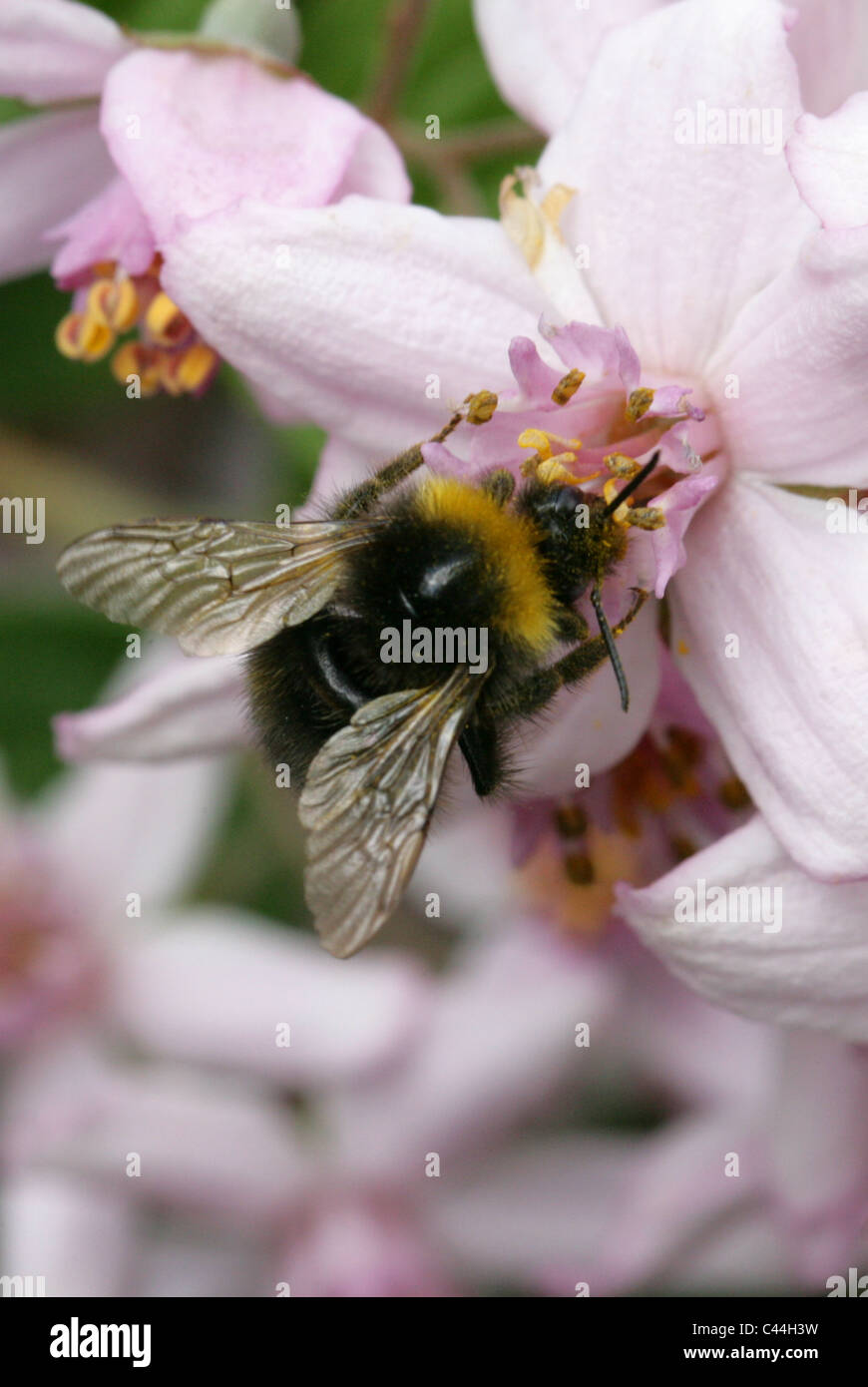 Early Bumblebee (Worker), Bombus pratorum, Apinae, Apidae, Apoidea ...