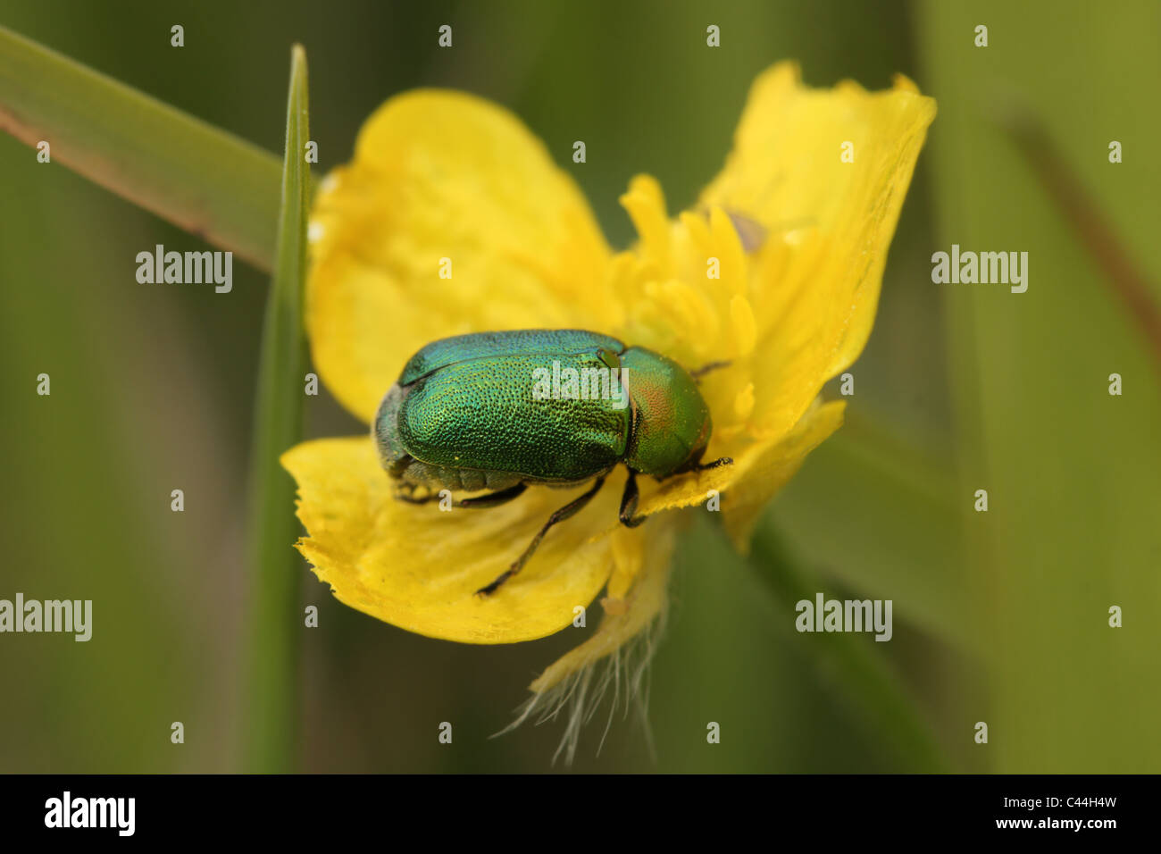 A leaf beetle, Cryptocephalus aureolus, on a yellow flower Stock Photo ...