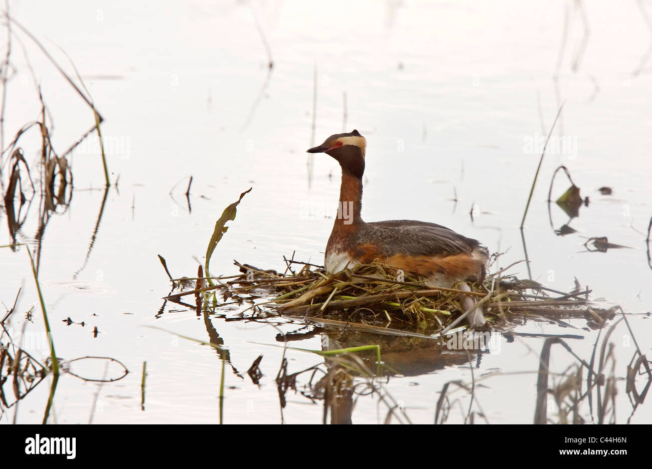 Duck lake saskatchewan hi-res stock photography and images - Alamy
