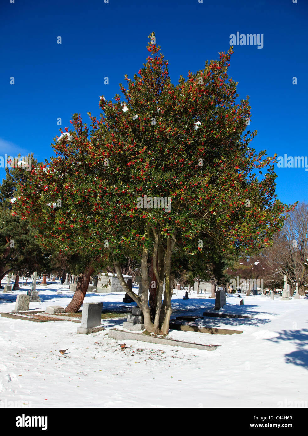 Ground holly hi-res stock photography and images - Alamy