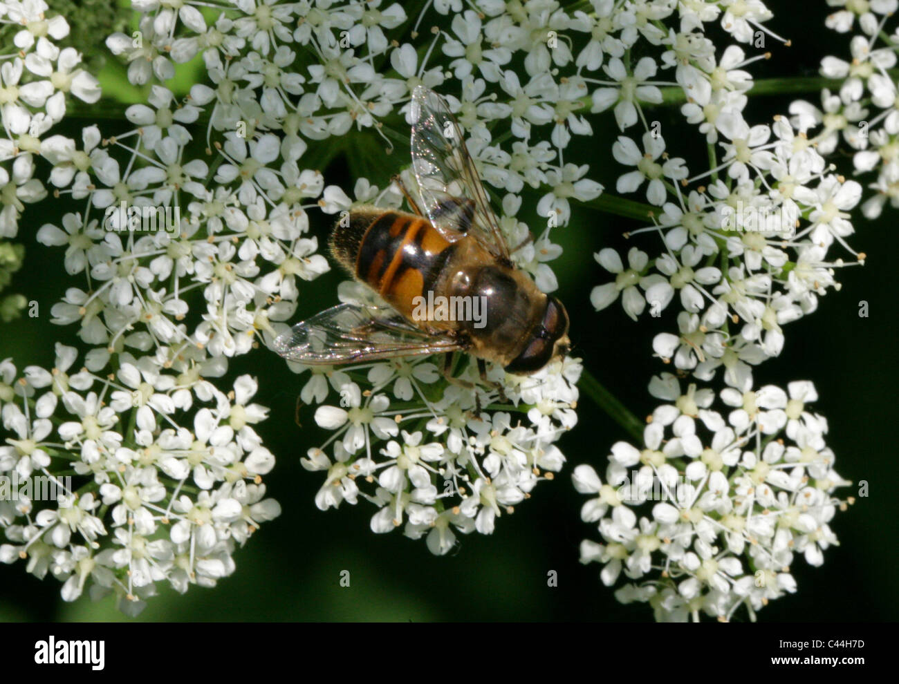 Hoverfly or Drone Fly, Eristalis tenax, Syrphidae, Diptera. A Common ...