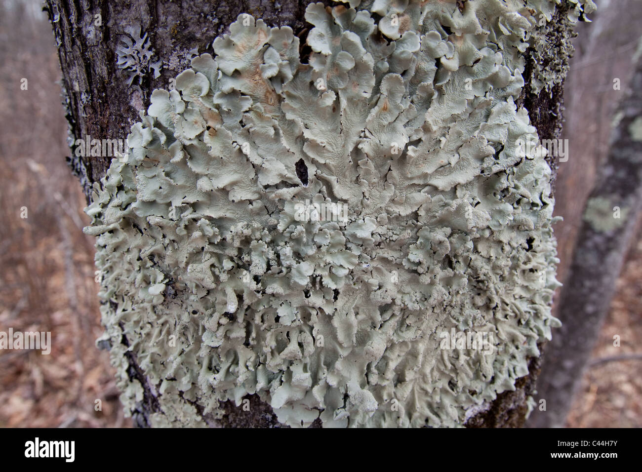 Lichen air pollution hi-res stock photography and images - Alamy