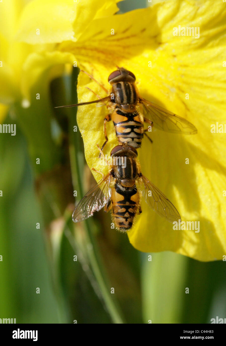 Sun Hoverfly, Brindled Hoverfly or Striped Hoverfly, Helophilus pendulus, Syrphidae, Diptera ...