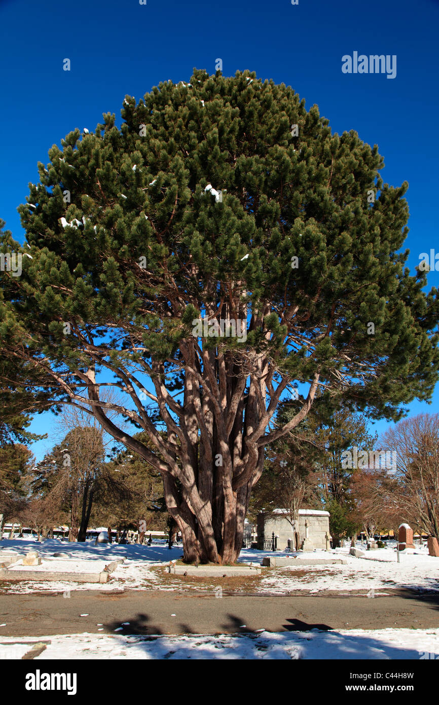 Tree in cemetery hi-res stock photography and images - Alamy