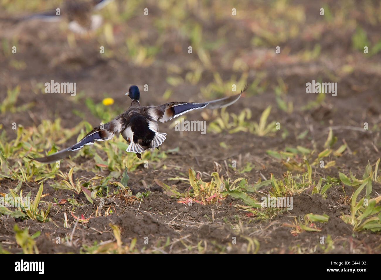 Green winged teal in flight hi-res stock photography and images - Alamy