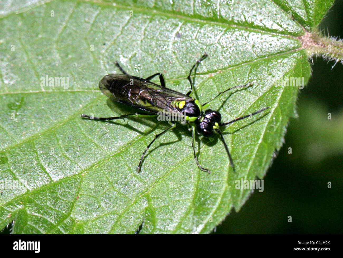 Lime Green Sawfly, Tenthredo mesomela, Tenthredinidae, Symphyta ...
