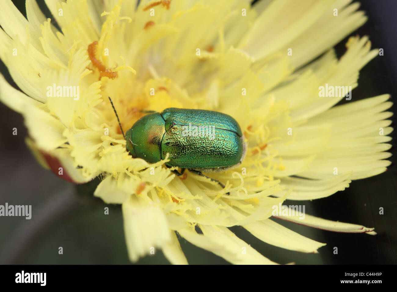 A leaf beetle, Cryptocephalus aureolus, on a yellow flower Stock Photo ...