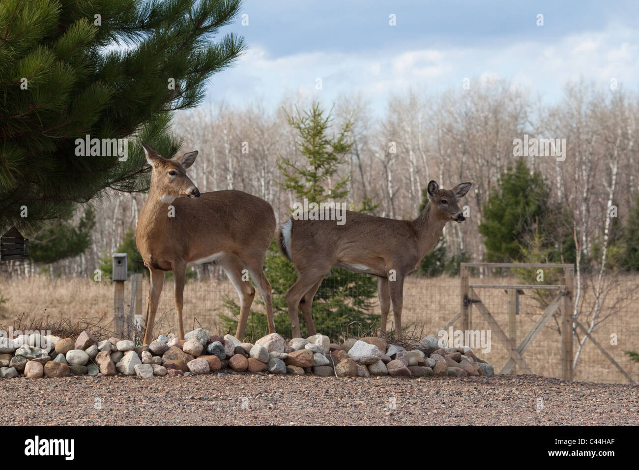 White-tailed deer in a garden Stock Photo - Alamy