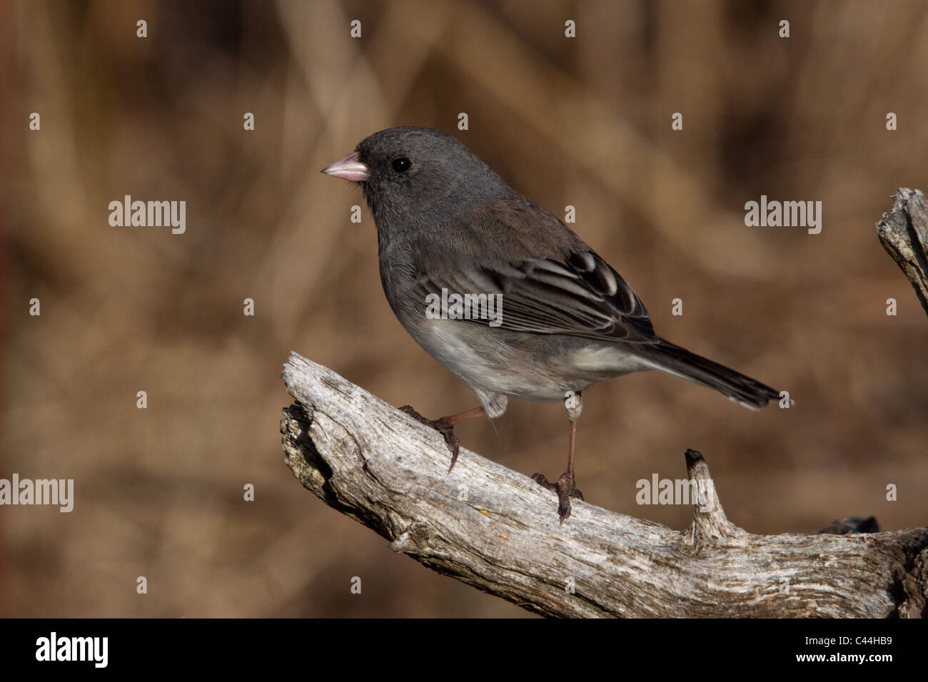 Male junco hi-res stock photography and images - Alamy