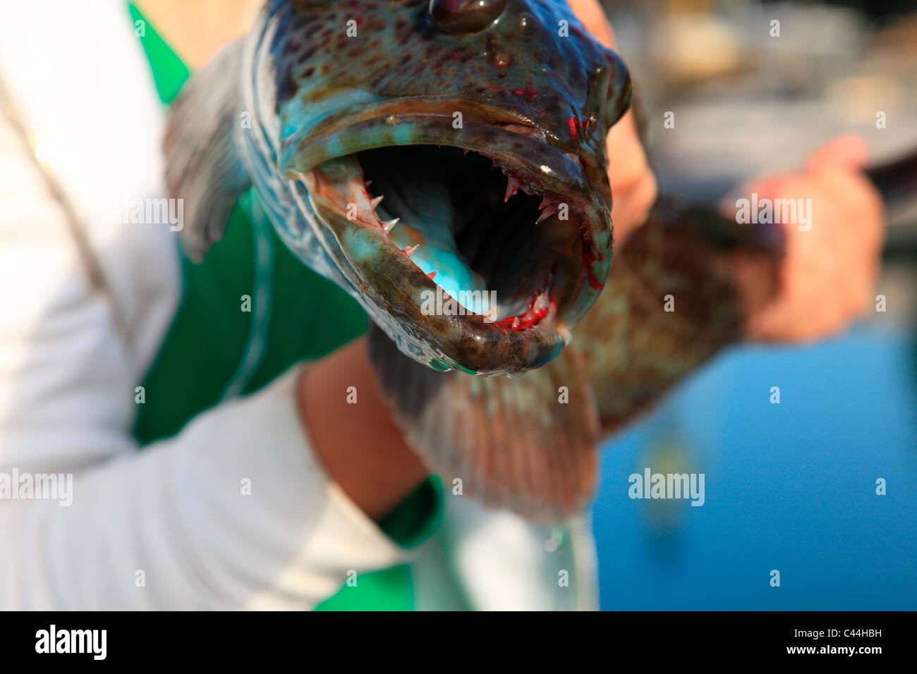 Ling cod hi-res stock photography and images - Alamy