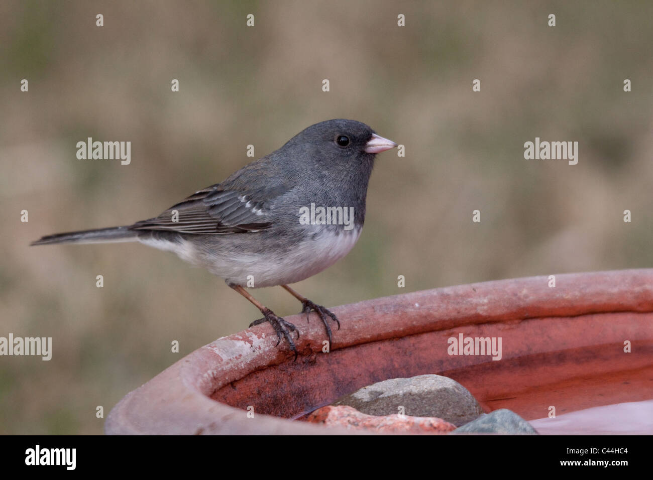 Gray junco bird hi-res stock photography and images - Alamy