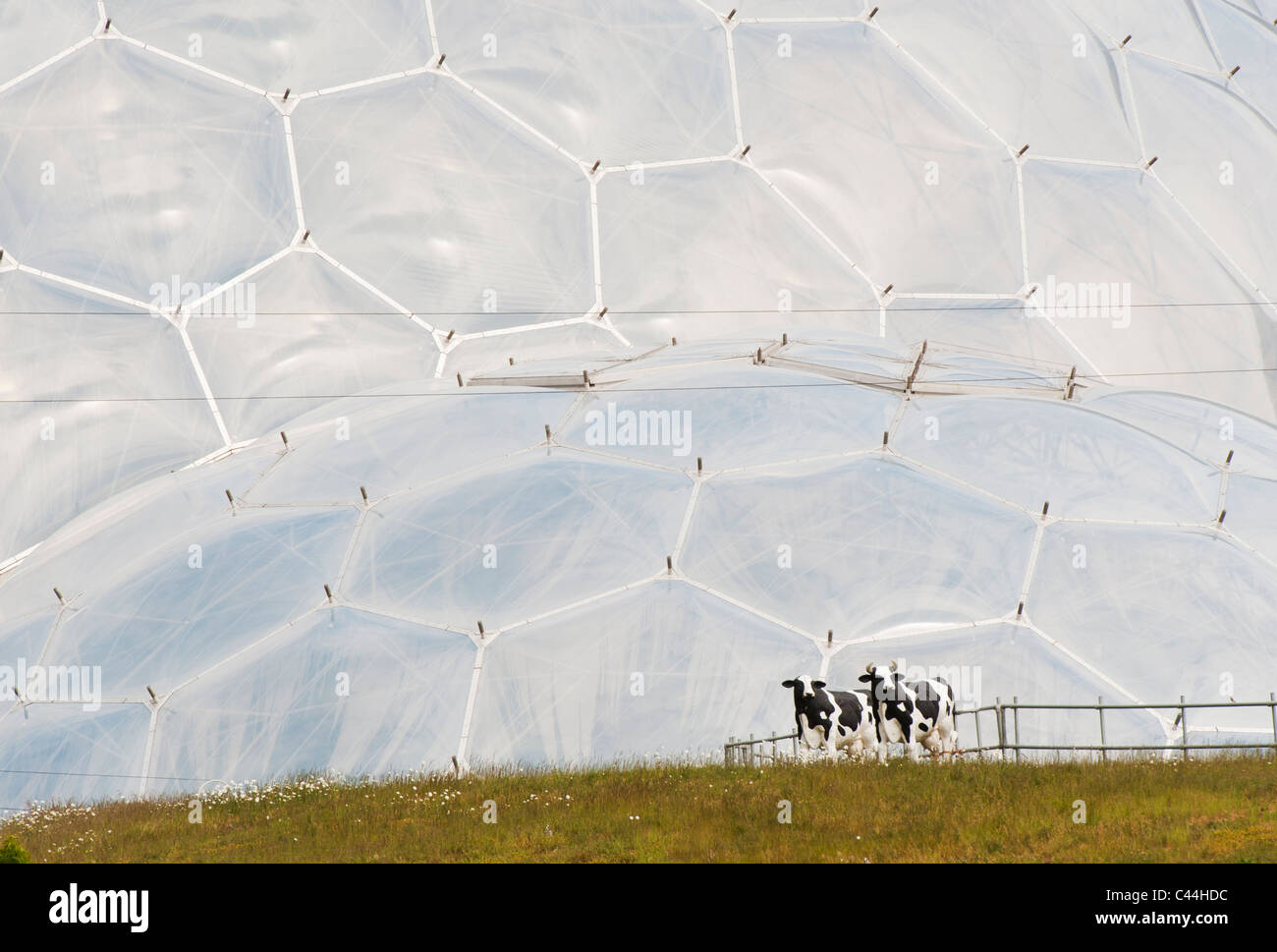 Fake cows on "Living roof", The Eden Project, Cornwall Stock Photo - Alamy